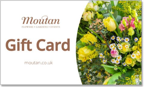 Online Gift Voucher | Moutan Flowers