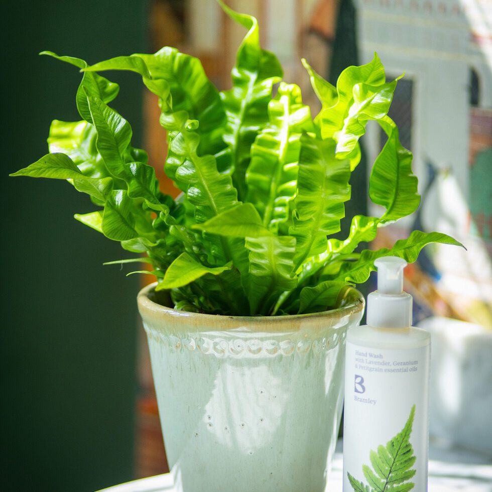Crispy Wave Fern Pot | Moutan Flowers